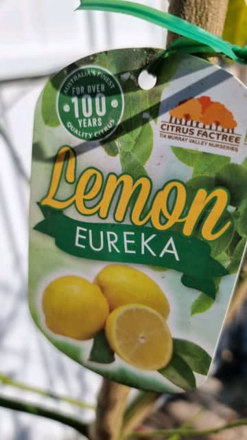 Very big and bushy Eureka lemon tree in 30cm pot | Plants | Gumtree ...