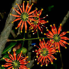 FIREWHEEL TREE stenocarpus-sinuatus SEEDS & TREES 4 SALE HERE QLD OZ ...