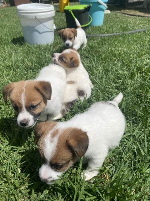 Jack Russell Terrier Pups 🐶 | Dogs & Puppies | Gumtree Australia Walcha ...