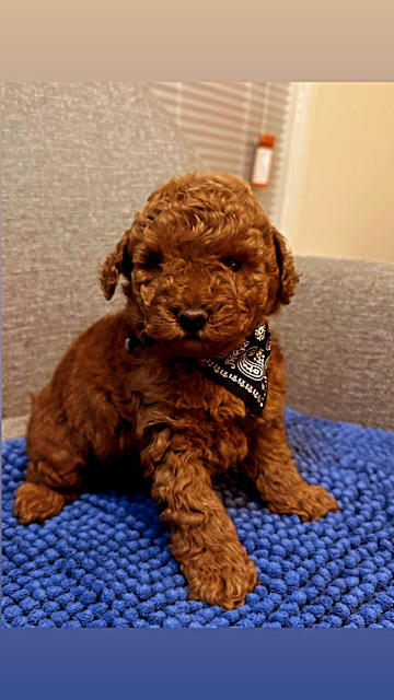 Toy poodle (DNA) | Dogs & Puppies | Gumtree Australia Brimbank Area ...