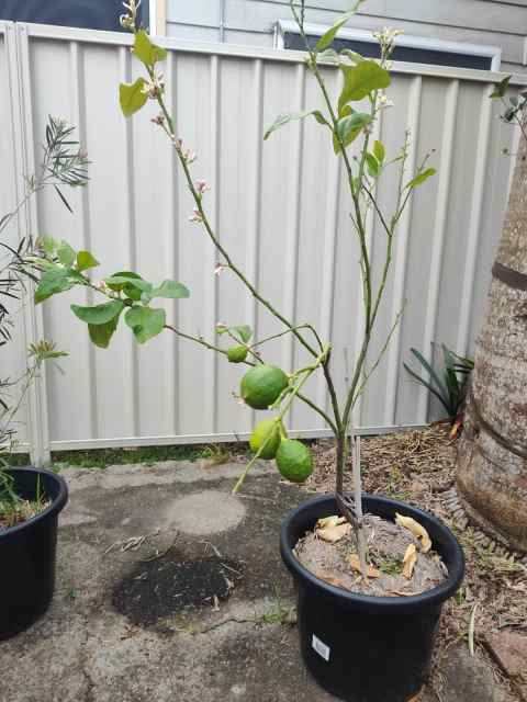 Potted eureka lemon tree with fruit forming - Plants in Mayfield East ...