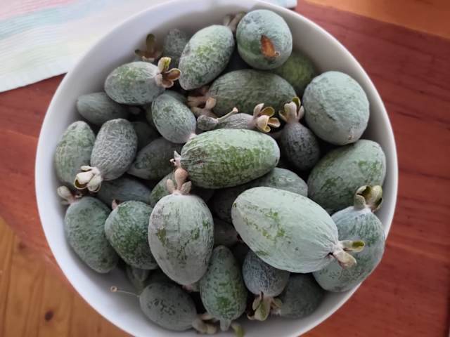 Fresh feijoas fruit from home garden - Plants in Curtin ACT | Gumtree ...