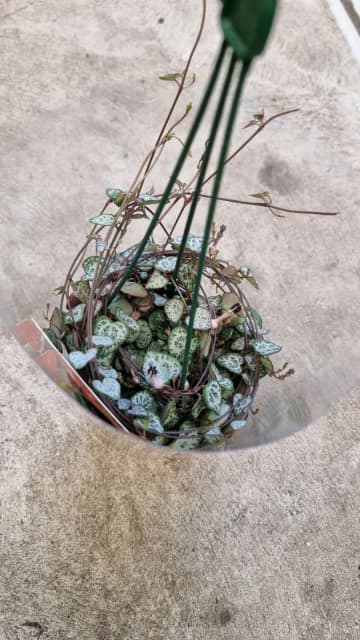 Chain of heart/ varigated chain of heart plants in 13cm pot | Plants ...