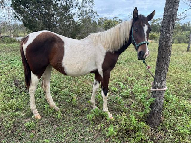 Paint Filly | Horses & Ponies | Gumtree Australia Tablelands - Koah ...