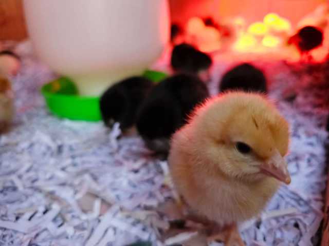 Australorp, Leghorn,Rhode Island commercial layers. Guinea fowl keets ...