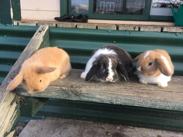 Vienna split & Dutch marked baby rabbits kits. Tame & Gentle Bunnies ...
