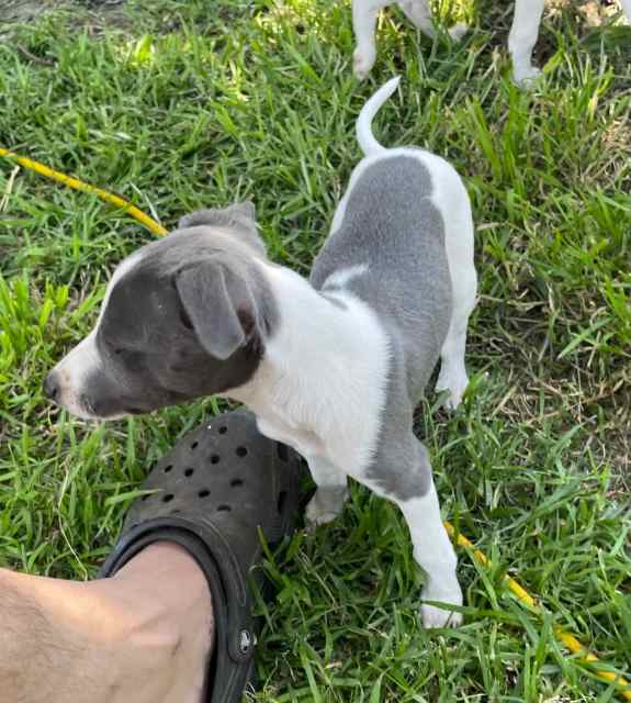 Pure whippet puppies | Dogs & Puppies | Gumtree Australia Forbes Area ...