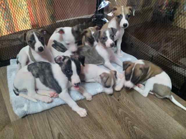 Purebred Whippets - Bred for Bone & Personality | Dogs & Puppies ...