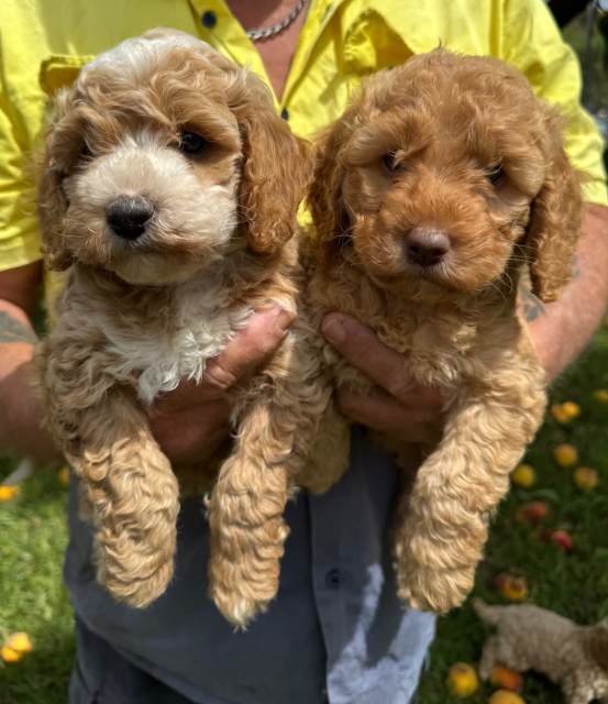 SPOODLES PUPPIES AVAILABLE from 31st | Dogs & Puppies | Gumtree ...