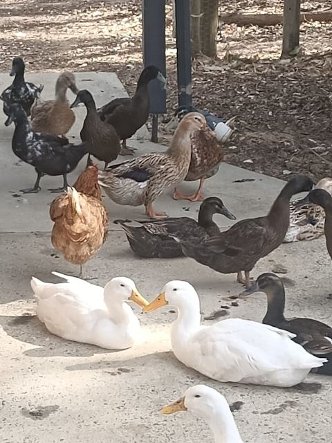 Ducks - Pekin, Cayuga, Rouen Clair | Livestock | Gumtree Australia ...