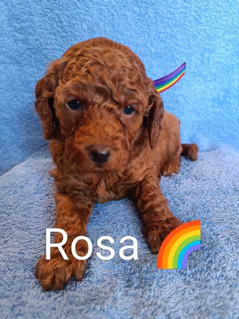 Mini Cavoodle F1b /Theodore | Dogs & Puppies | Gumtree Australia Port ...