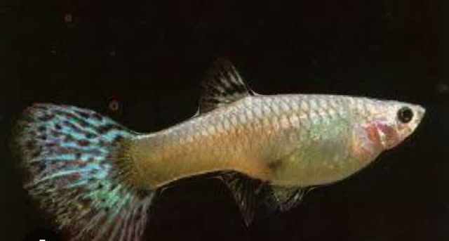 Guppies available various colours | Fish | Gumtree Australia Morphett ...
