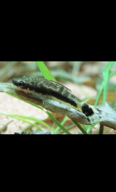 SPECIAL otocinclus catfish (otos) live aquarium fish | Fish | Gumtree ...