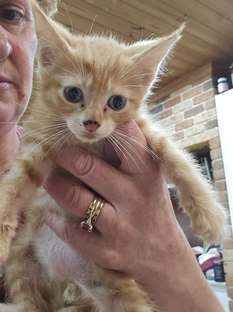 Ragdoll /maine coon male red male and smokey grey/black female kitten ...