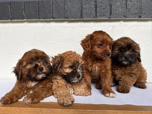 Cavoodle cross Maltese Puppies | Dogs & Puppies | Gumtree Australia ...