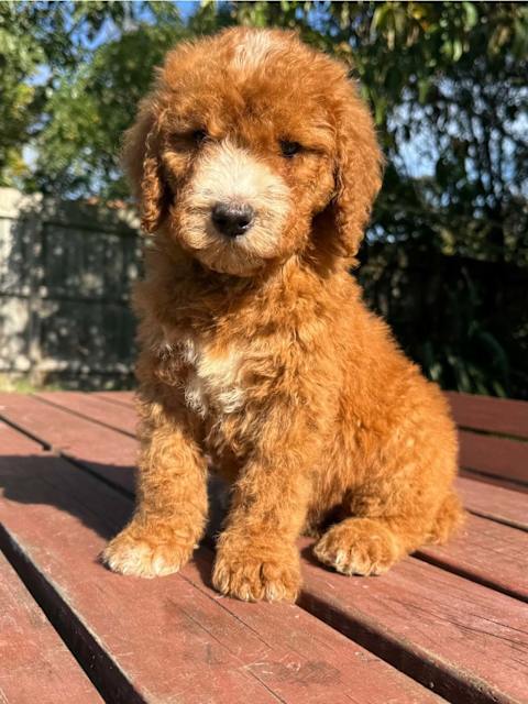 Standard Groodle Male Pup DNA Clear | Dogs & Puppies | Gumtree ...