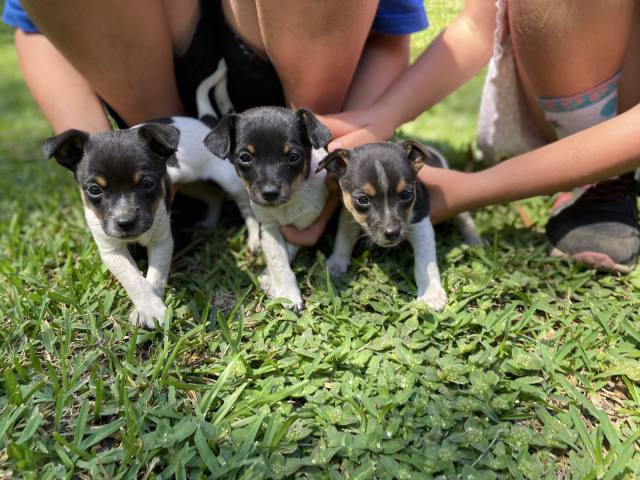 3x Purebred Mini Foxies, vax, vet checked, wormed, microchipped. | Dogs ...