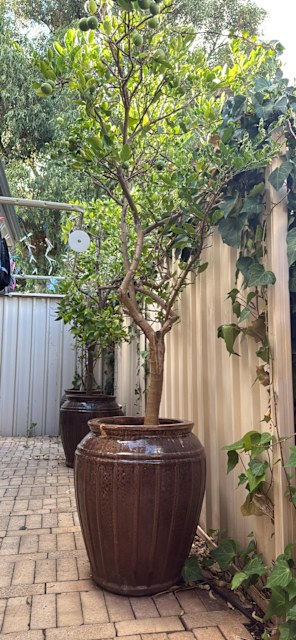 8 years old lemon tree in150 lit premium glazed terracotta clay pot ...