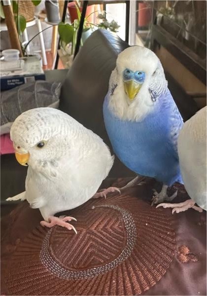 BABY BUDGIES 4 of them very cute birds 1 adult young and babies | Birds ...