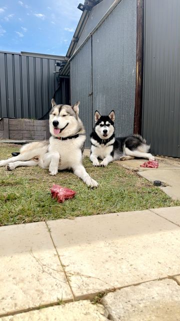 Re home my husky’s | Dogs & Puppies | Gumtree Australia Joondalup Area ...