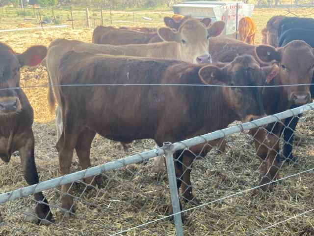 Cattle red Angus steers | Livestock | Gumtree Australia Campaspe Area ...