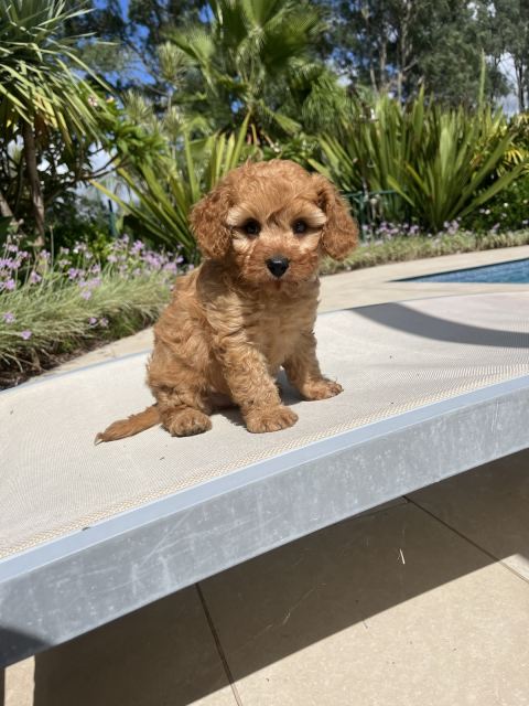 First generation toy Cavoodle DNA clear | Dogs & Puppies | Gumtree ...