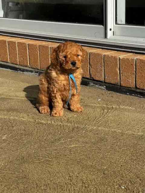 Adorable Apricot Toy Cavoodle-Toilet trained | Dogs & Puppies | Gumtree ...