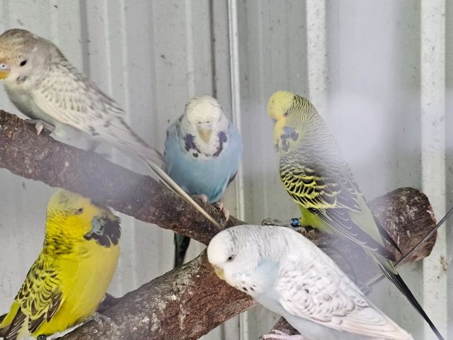 Beautiful budgies boys and girls | Birds | Gumtree Australia ...