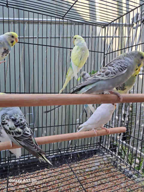 Budgies for sale any colour $25 each | Birds | Gumtree Australia ...