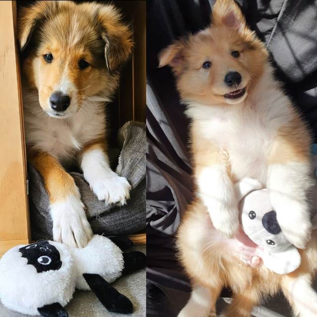 Rough Collie Puppies | Dogs & Puppies | Gumtree Australia Orange Area ...