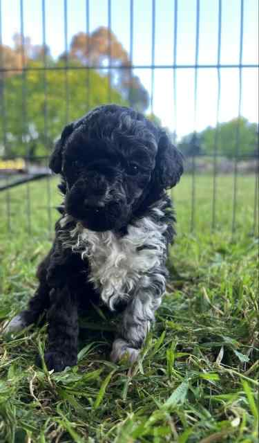 Merle & Parti Toy Poodle Puppies | Dogs & Puppies | Gumtree Australia ...