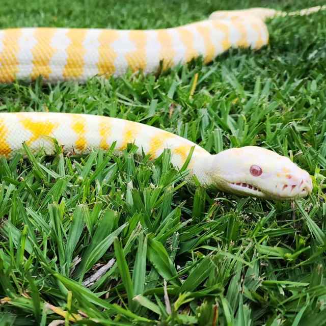 6.5 year old Albino Darwin Python | Reptiles & Amphibians | Gumtree ...