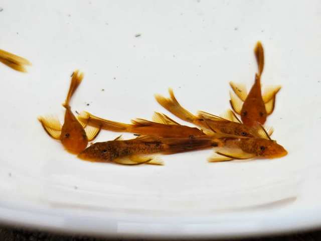 Longfin Calico Marbled Bristlenose Pelco Catfish - 5cm | Fish | Gumtree ...