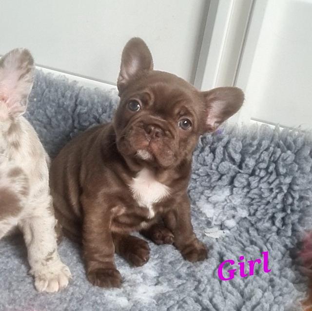 PURE-BRED FRENCH BULLDOG PUPPIES! ISABELLA MERLE & A ROJO | Dogs ...