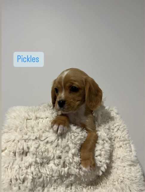 Beagapoo puppies - 7 weeks olds | Dogs & Puppies | Gumtree Australia ...