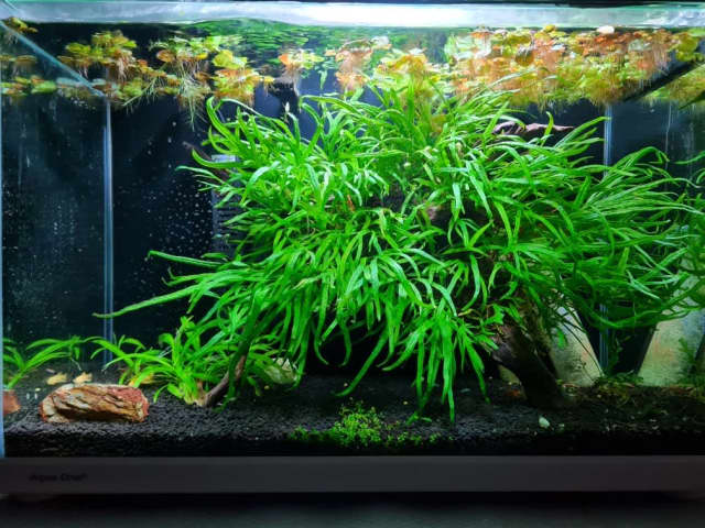 ‘Trident’ Java fern (Microsorum pteropus) 3 cuttings - Plants in ...