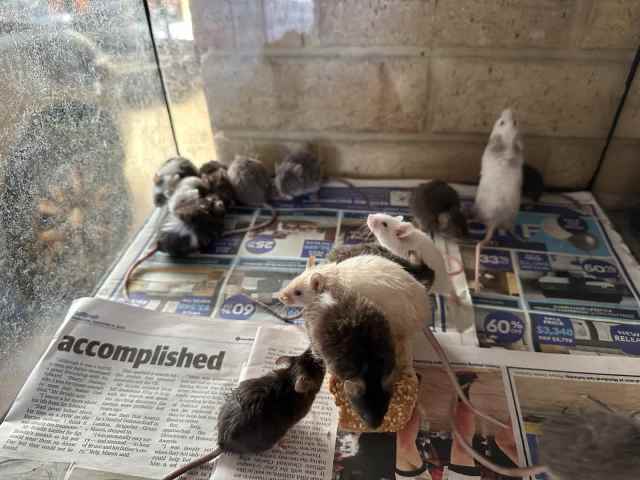 Mice male available | Other Pets | Gumtree Australia Rockingham Area ...
