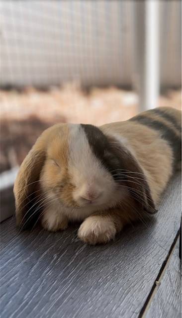 Mini Lop Male - Vienna Split Harlequin Rabbit | Rabbits | Gumtree ...