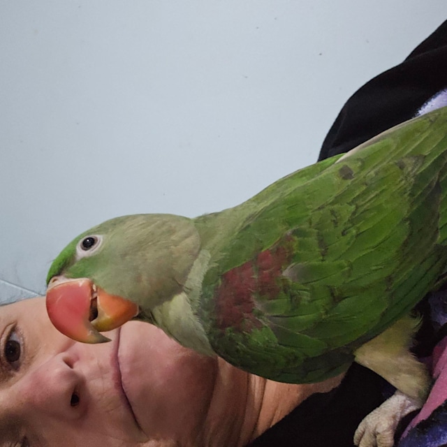 handraised and parent raised parrots | Birds | Gumtree Australia Fraser ...