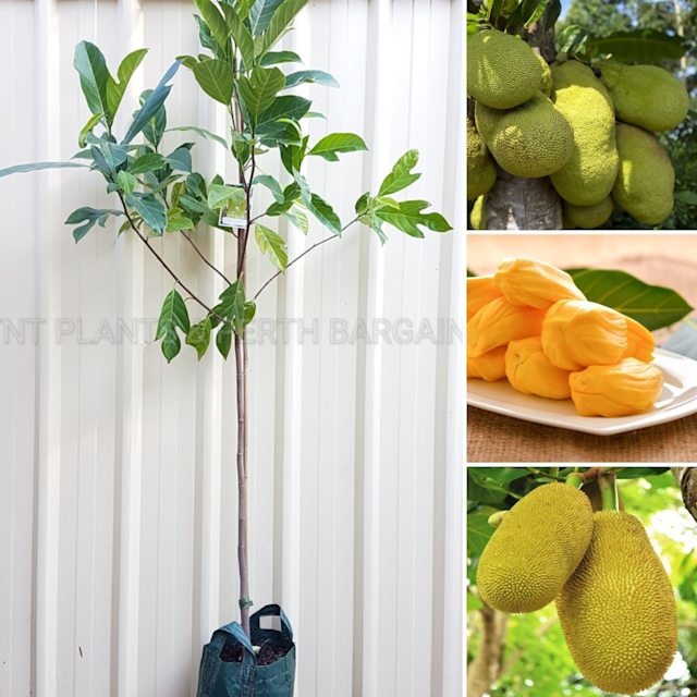 LARGE Jackfruit Artocarpus heterophyllus Fruit Trees Plants - Plants in ...