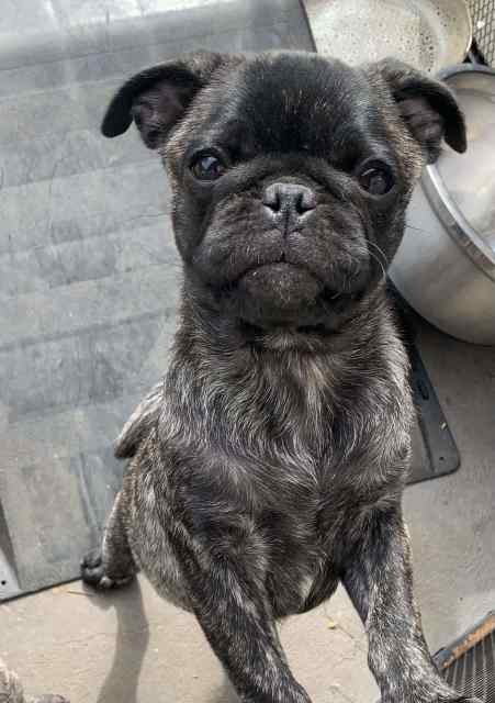 Pug x Frug Puppies- Available Now!! Male & Female Available | Dogs ...