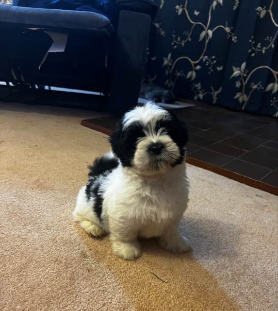 Puppies- Maltese/Shitz Tsu x Toy poodle | Dogs & Puppies | Gumtree ...