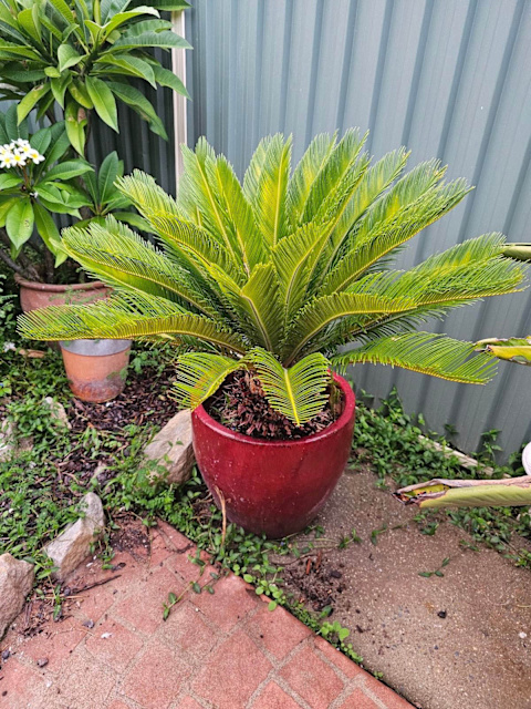 Beautiful Sago Palm Tree & Pot - NEED GONE ASAP - Plants in Lalor Park ...