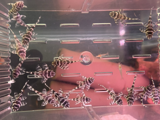 pleco l333 | Fish | Gumtree Australia Brisbane South West - Inala ...