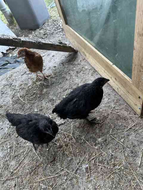 AUSTRALORP PULLETS 6 WEEKS OLD - Miscellaneous Goods in Clyde VIC ...