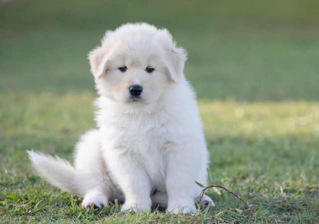 Exquisite Golden Sammy Puppies | Dogs & Puppies | Gumtree Australia ...