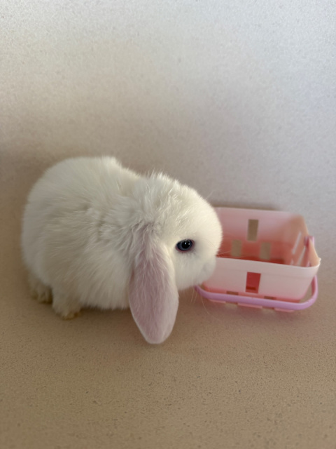 Minilop babies Rabbit :) | Rabbits | Gumtree Australia Molonglo Valley ...