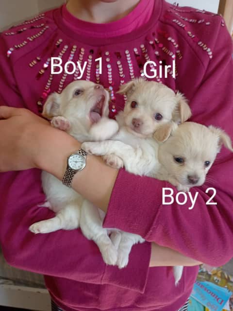 Purebred Chihuahua puppies | Dogs & Puppies | Gumtree Australia Bendigo ...