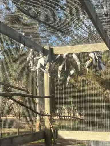 Cockatiels / Weiros | Birds | Gumtree Australia Rockingham Area ...