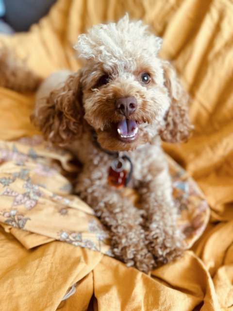 Purebred Toy Poodle - Apricot, Male | Dogs & Puppies | Gumtree ...